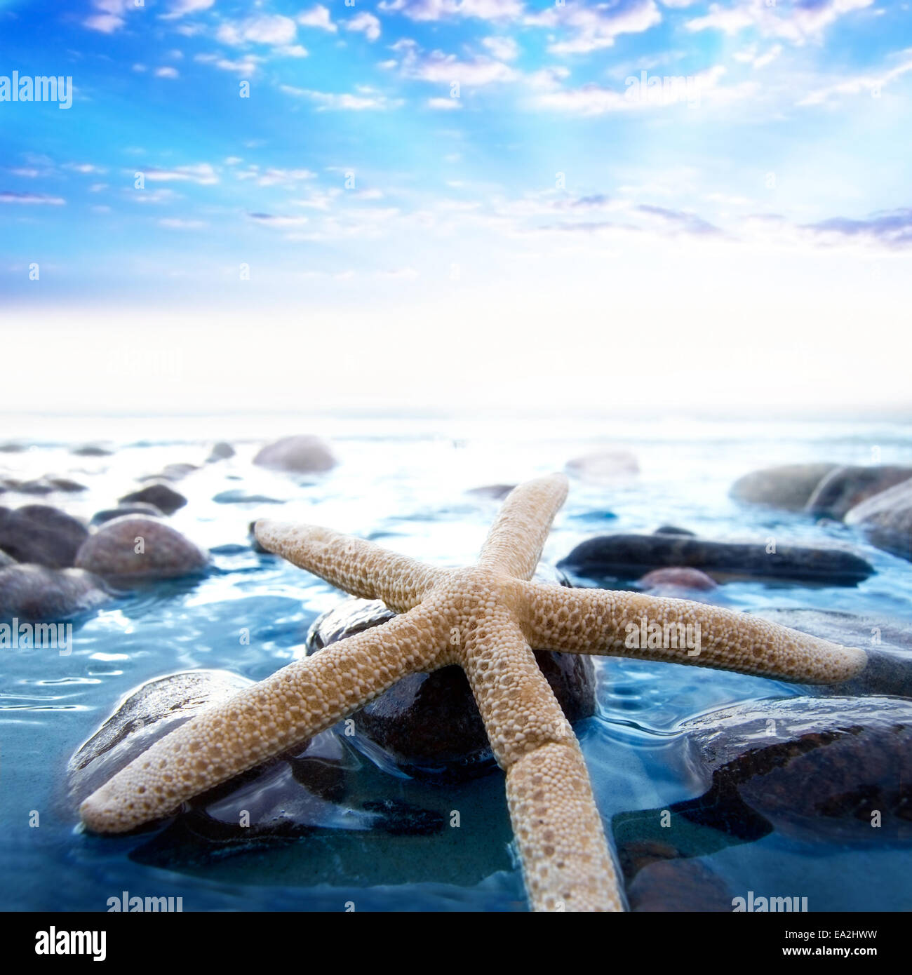 Starfish in tropical sea water on the beach Stock Photo - Alamy