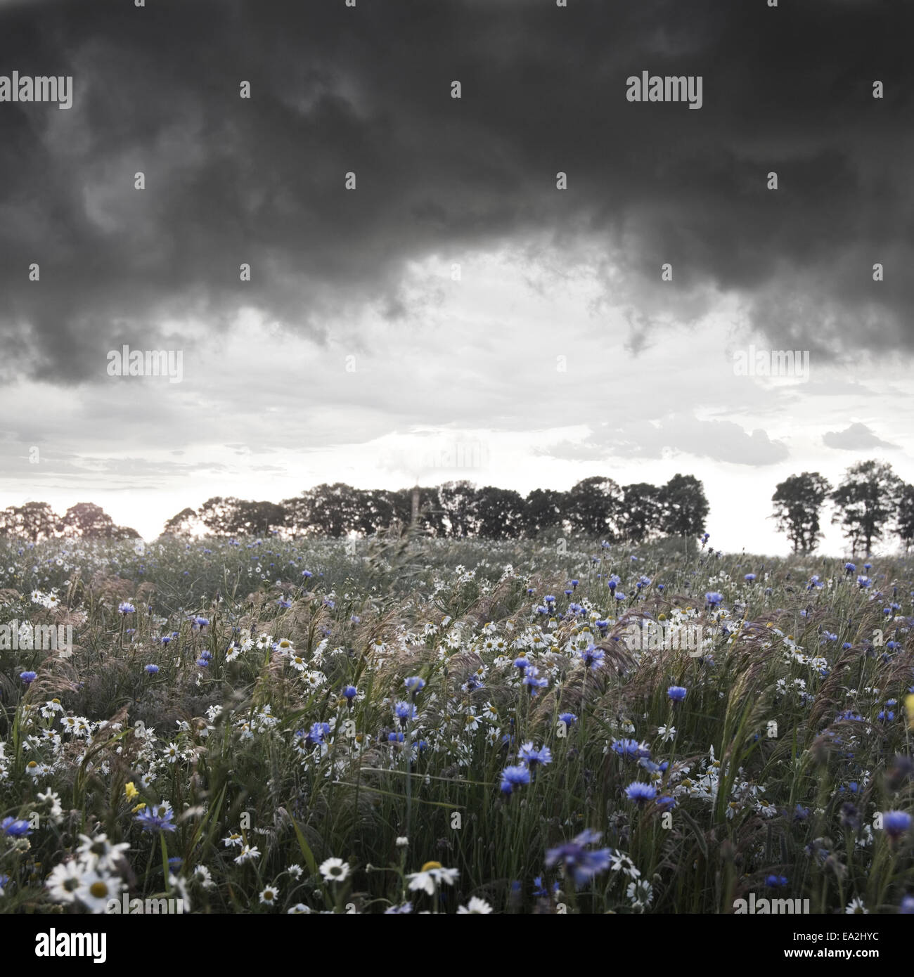 Black clouds over field landscape hi-res stock photography and images ...