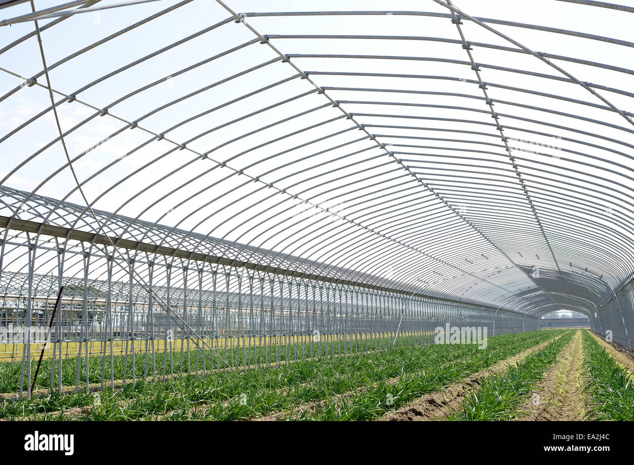 Agricultural building for farming of vegetables Stock Photo - Alamy