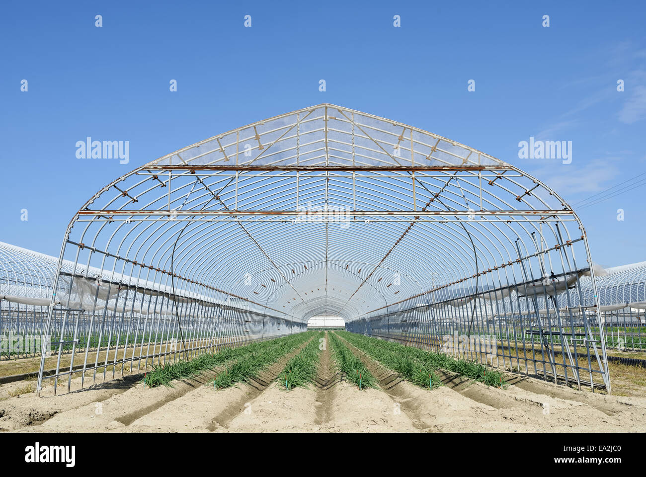 Agricultural building for farming of vegetables Stock Photo - Alamy