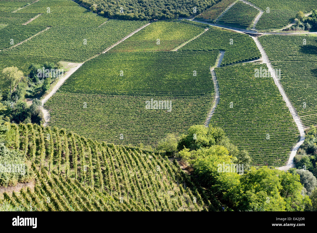 Italy,panorama of vineyards of Piedmont: Langhe-Roero and Monferrato on ...