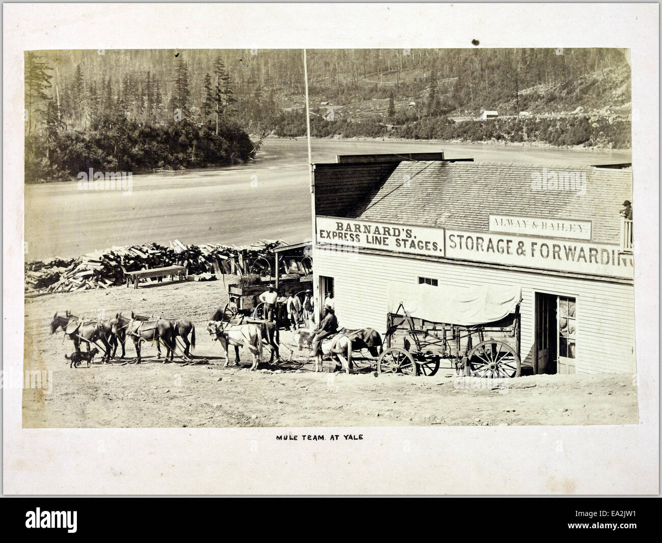 This historical photograph shows a mule team at Yale, used for ...