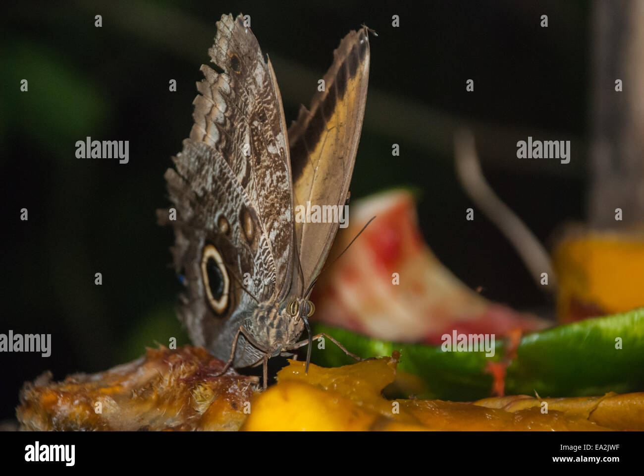 Rind of fruit hi-res stock photography and images - Alamy