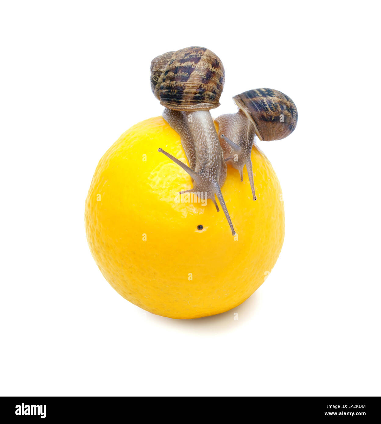 Two garden snails on a ripe lemon, isolated on white background Stock ...
