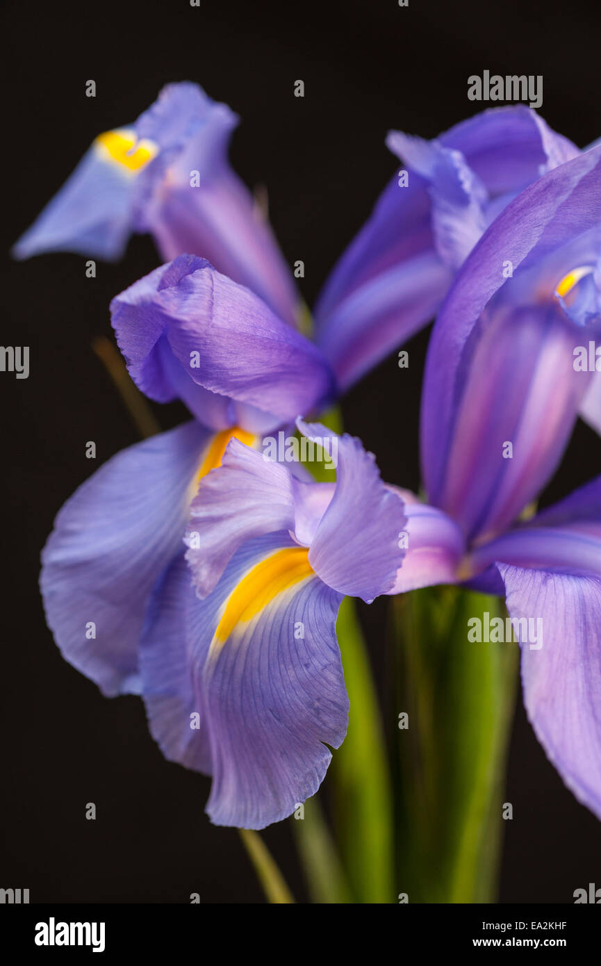 Iris flower bouquet hi-res stock photography and images - Alamy