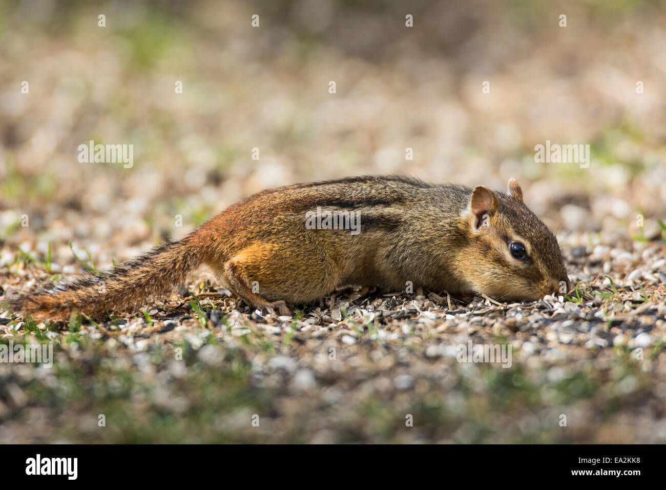 Chipmunk foraging hi-res stock photography and images - Alamy