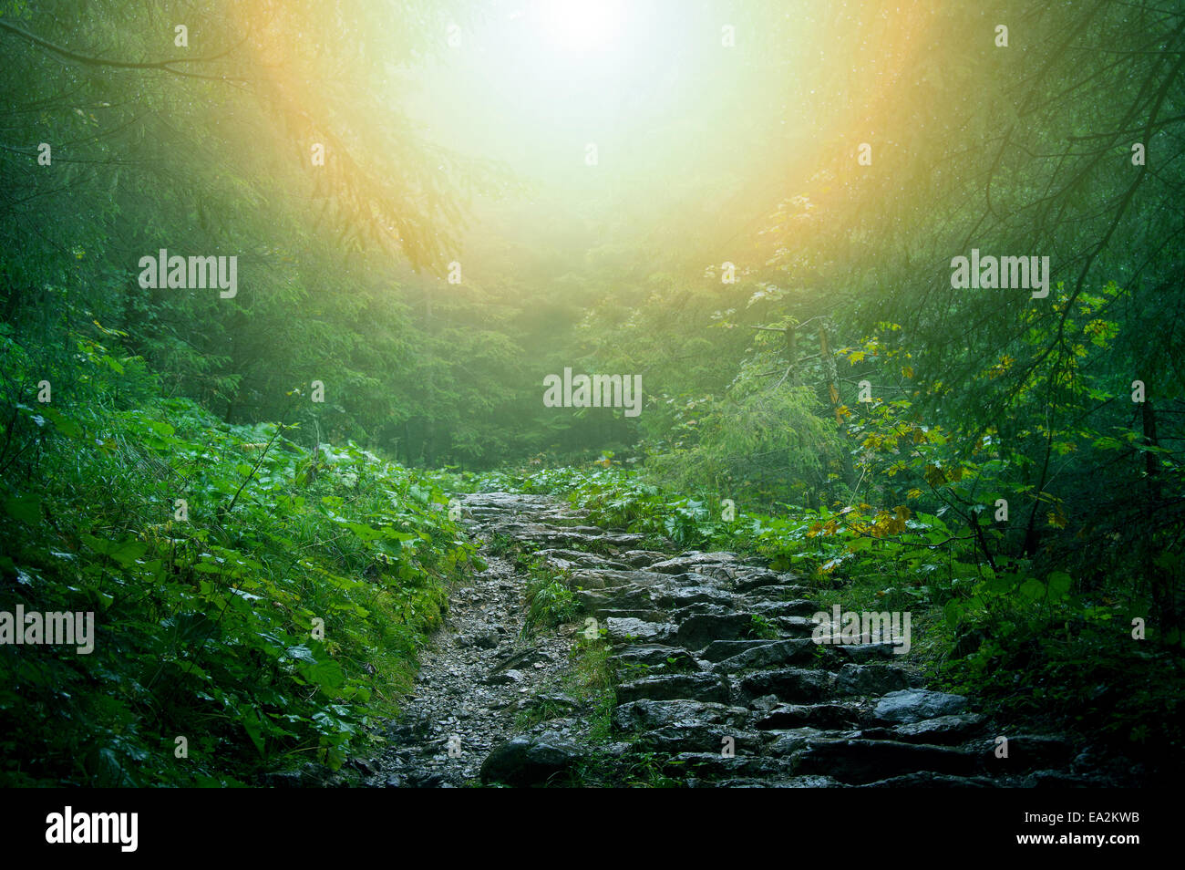 Dark green nature hi-res stock photography and images - Alamy