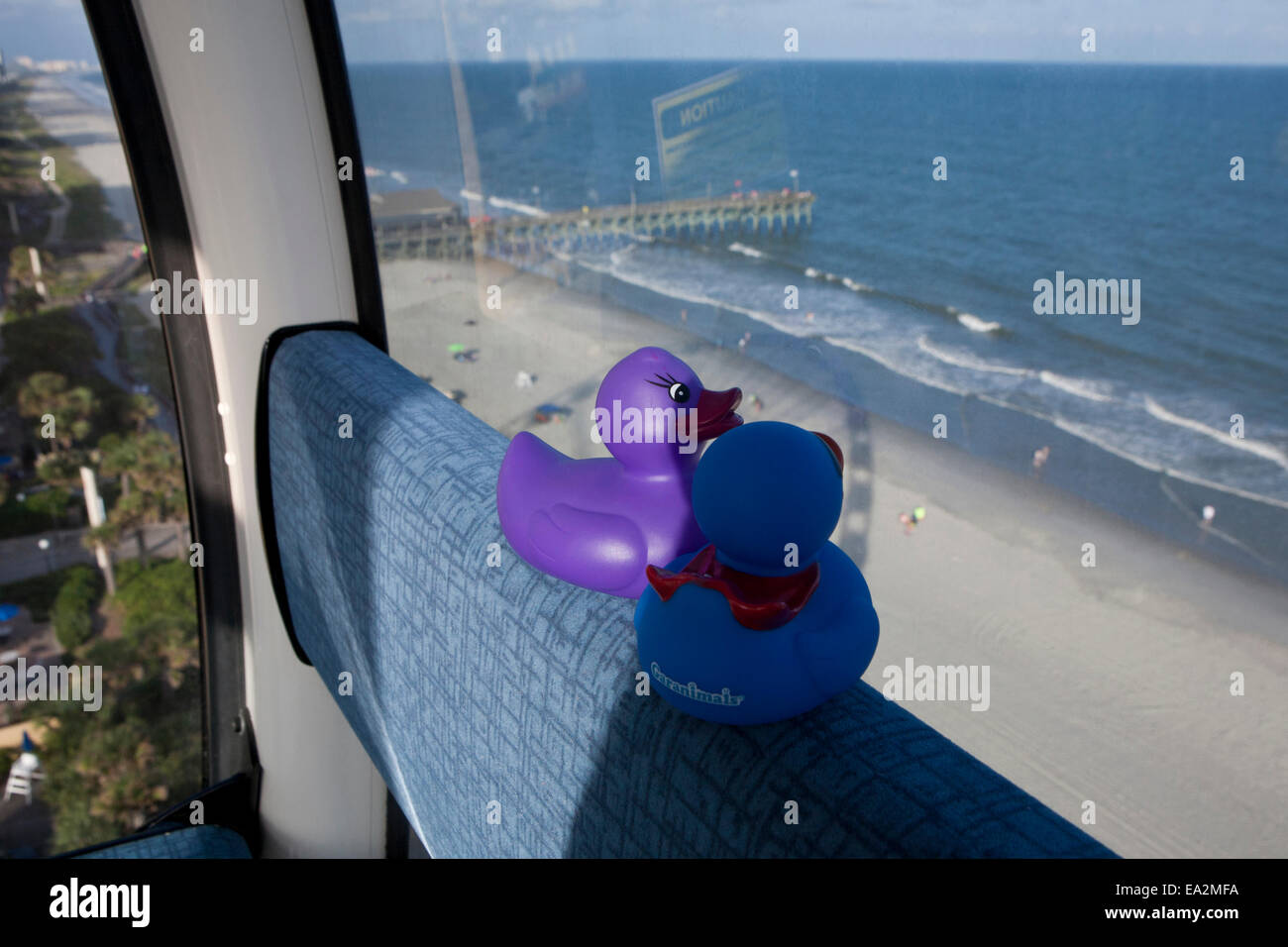 Two rubber ducks looking out of the window from the Ferris Wheel in ...