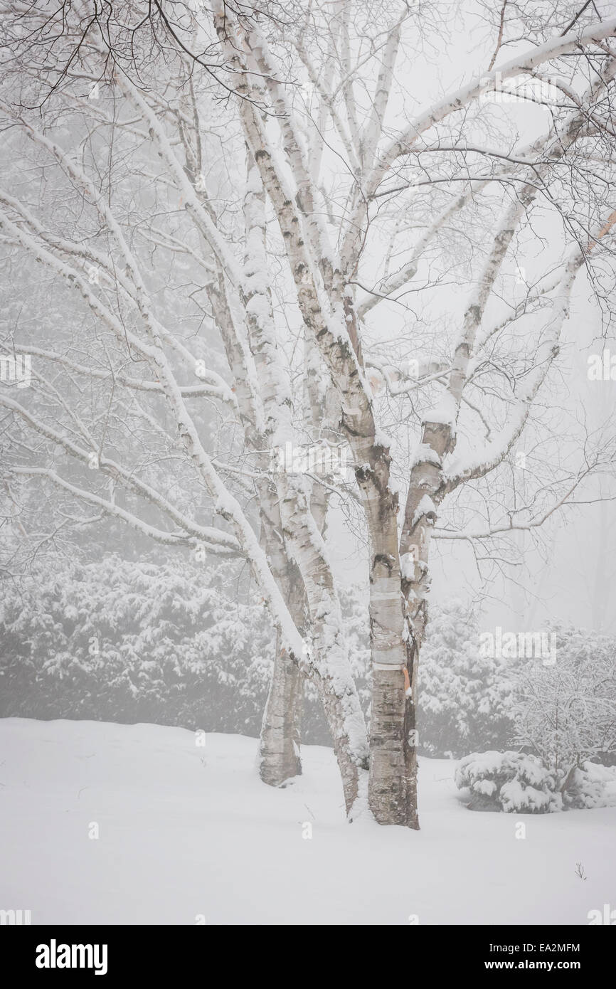 Birch trees snow hi-res stock photography and images - Alamy