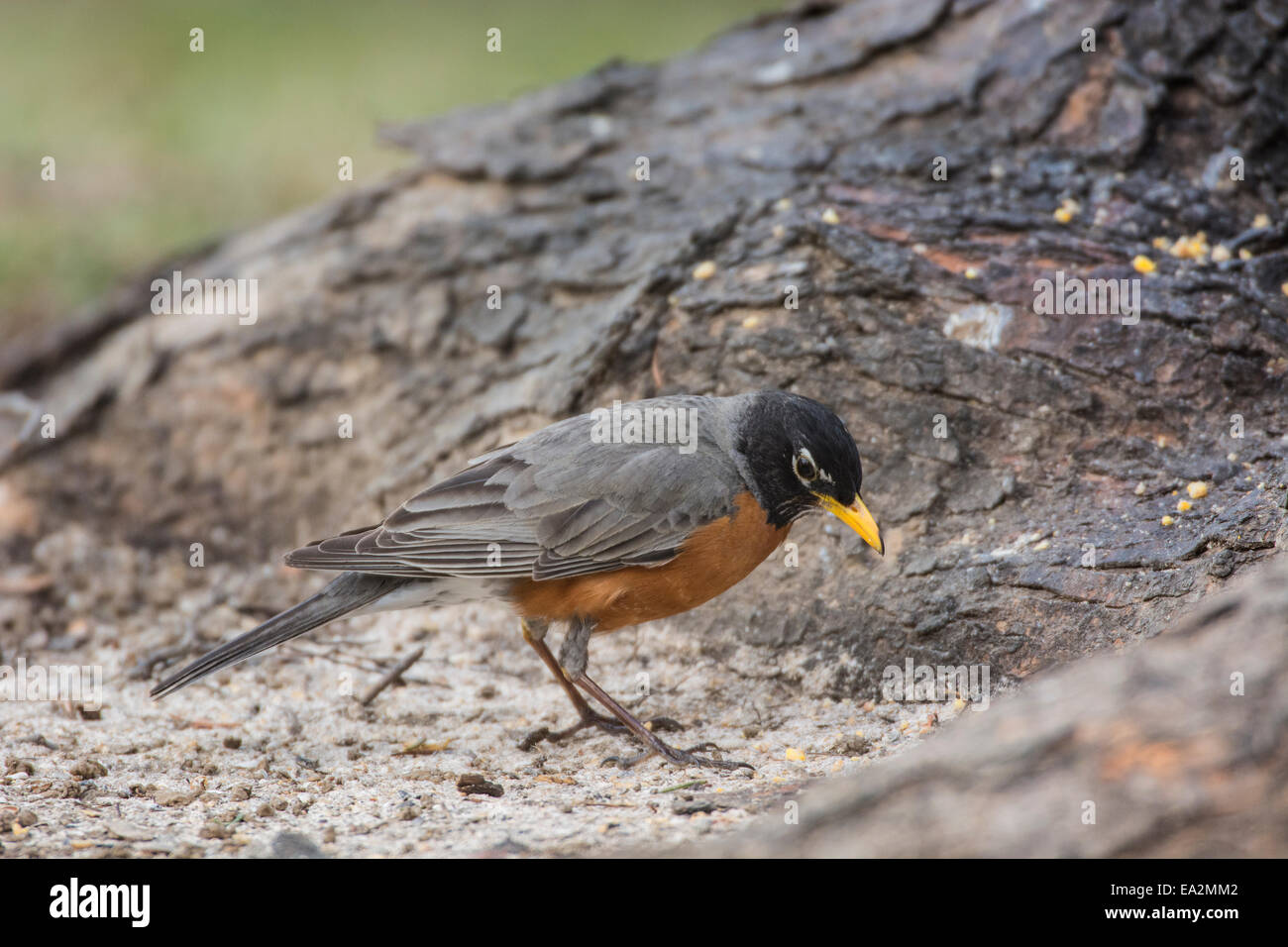 American robin on tree hi-res stock photography and images - Alamy