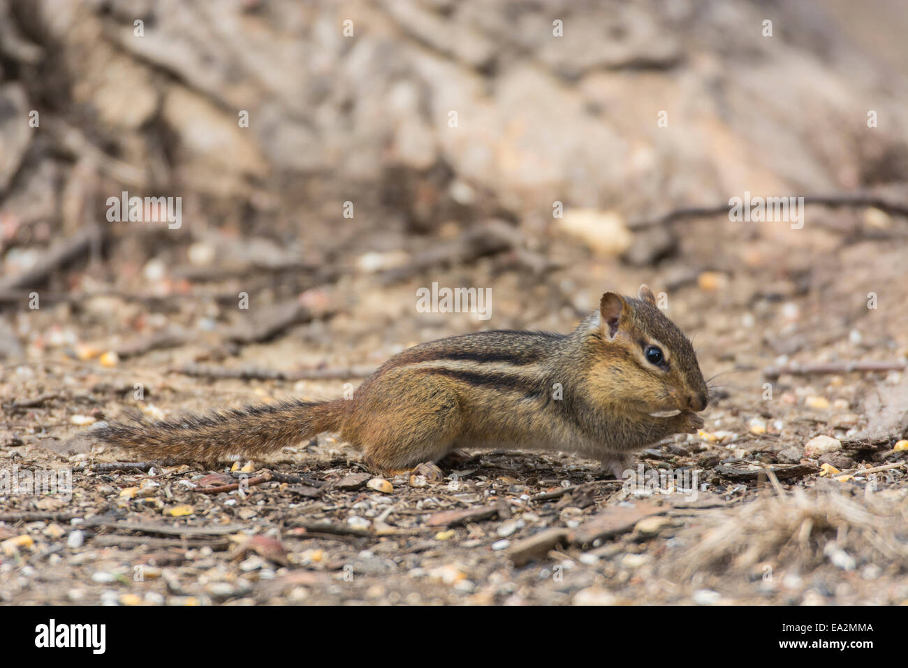 Chipmunk foraging hi-res stock photography and images - Alamy