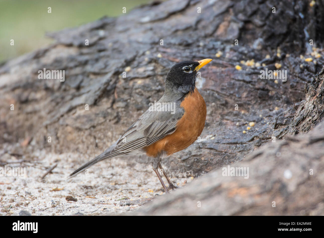 American Robin foraging on ground around tree Stock Photo - Alamy