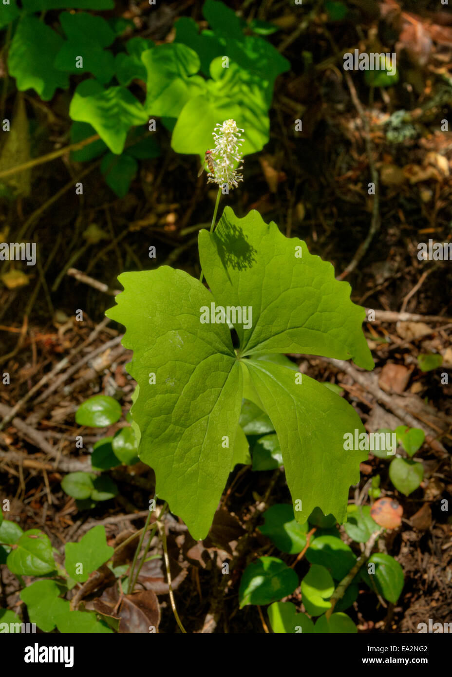 Wildflower achlys triphylla hi-res stock photography and images - Alamy