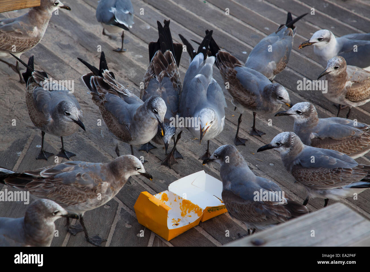 Pigeons, Boardwalk, Coney Island, Brooklyn, New York, United States of ...