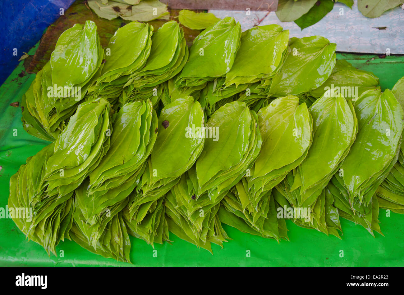Betel leaf hi-res stock photography and images - Alamy