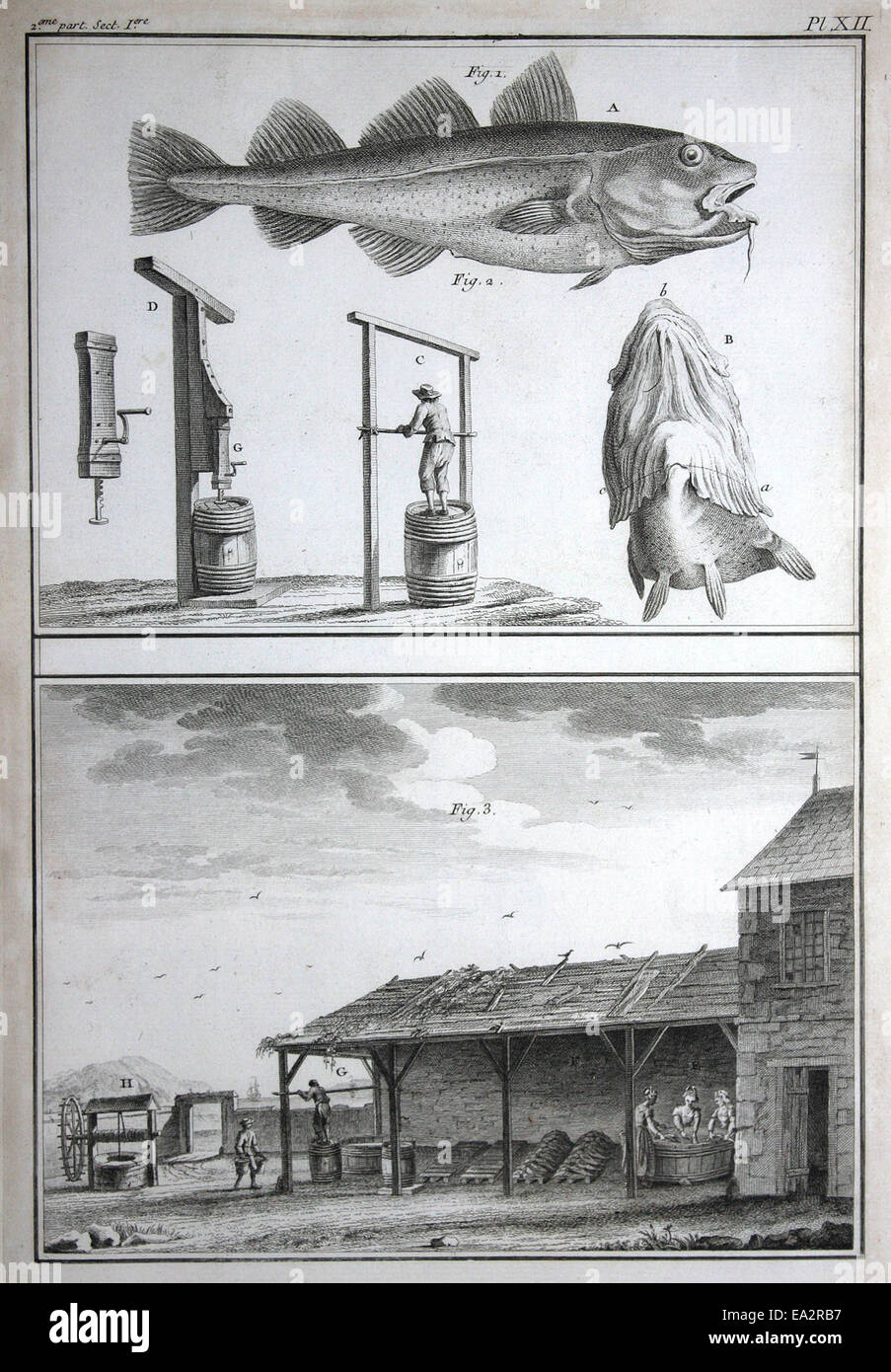 This image of a cod, shown as it was alive and flapping, captures the ...