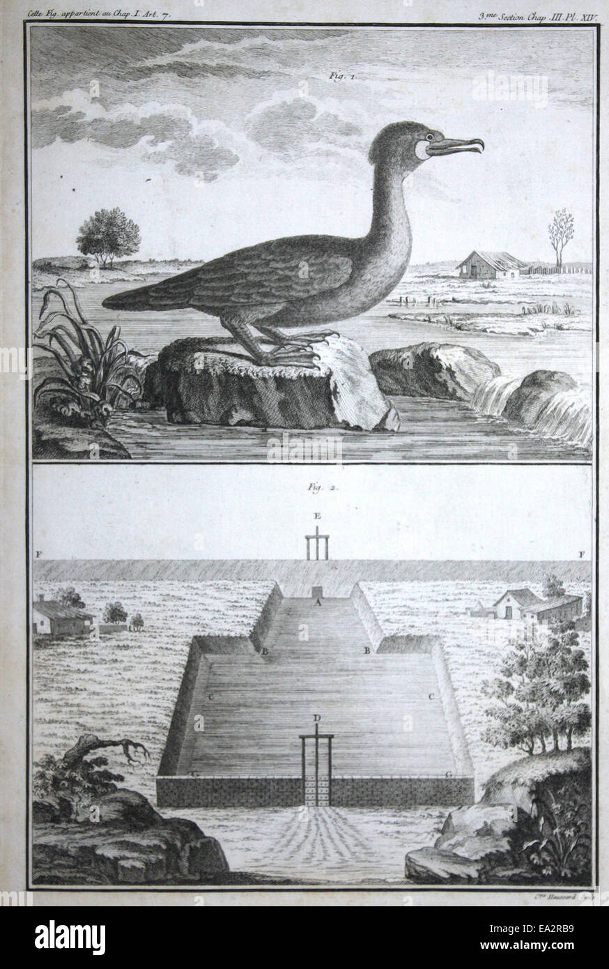 A depiction of a cormorant bird, highlighting its distinctive features ...