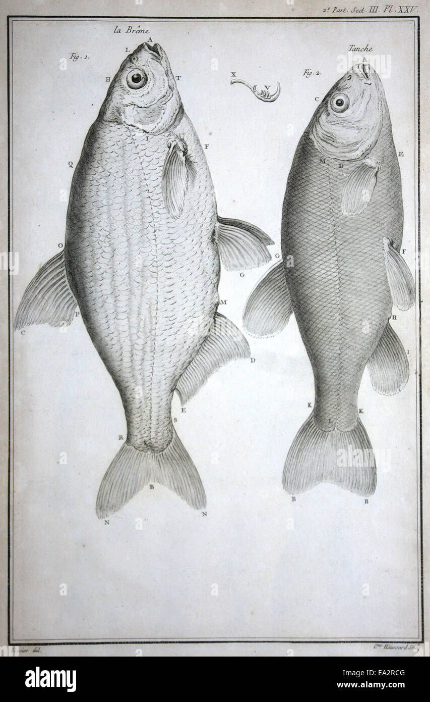 This painting depicts a tench, a freshwater fish, alongside other ...