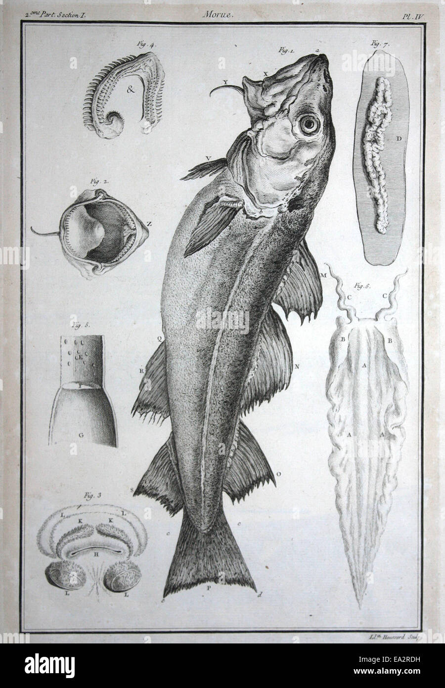 An Atlantic Cod Stock Photo - Alamy