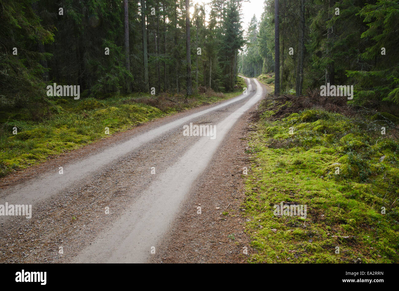 A green and mossy coniferous forest with a winding dirt road Stock Photo - Alamy