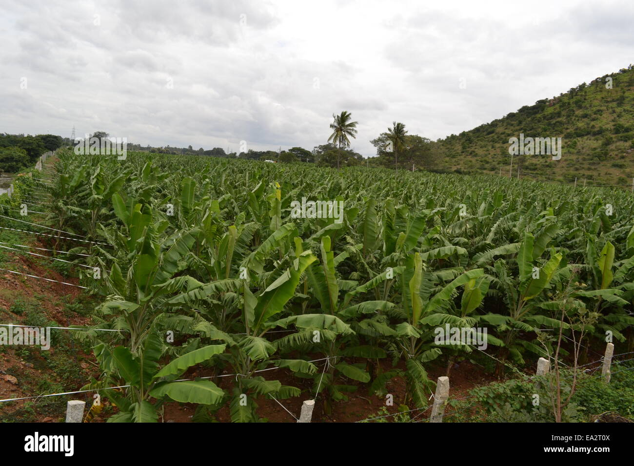 Banana plantation : A soothing greenery visual treat Stock Photo - Alamy