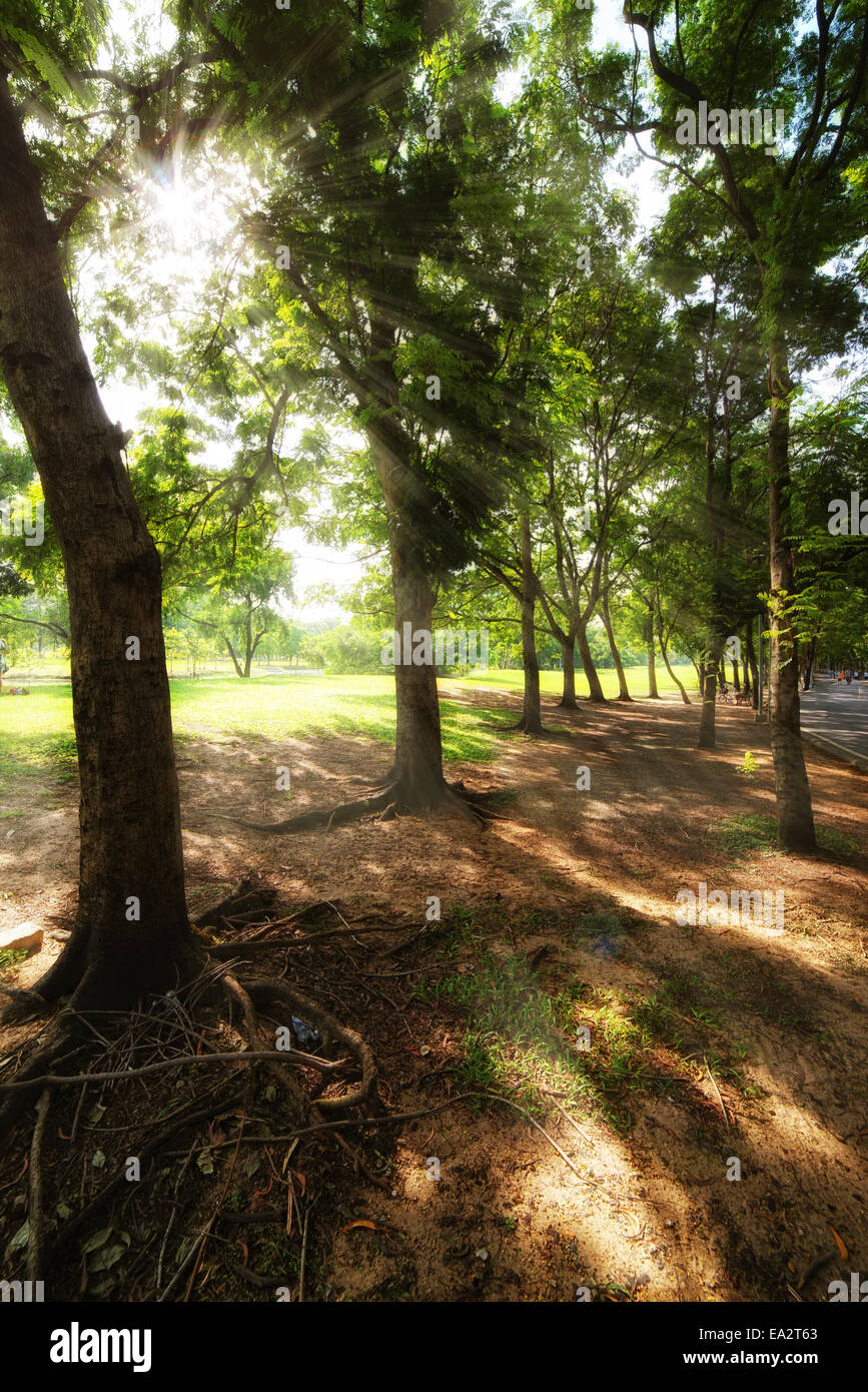 Green trees in rays sun hi-res stock photography and images - Alamy