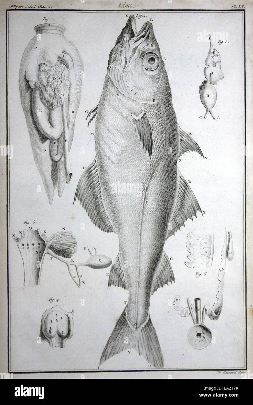 Illustration depicting the anatomy of a cod, labeled to show the key ...