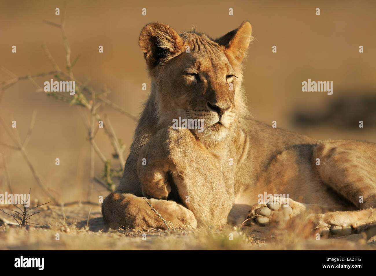 Young African lion, (Panthera leo), Kalahari desert, South Africa Stock ...
