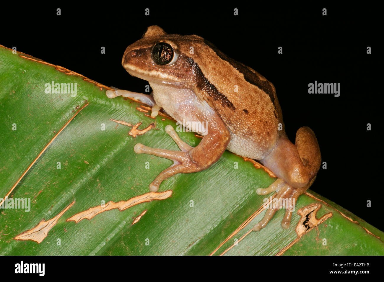 Southern brown tree frog hi-res stock photography and images - Alamy
