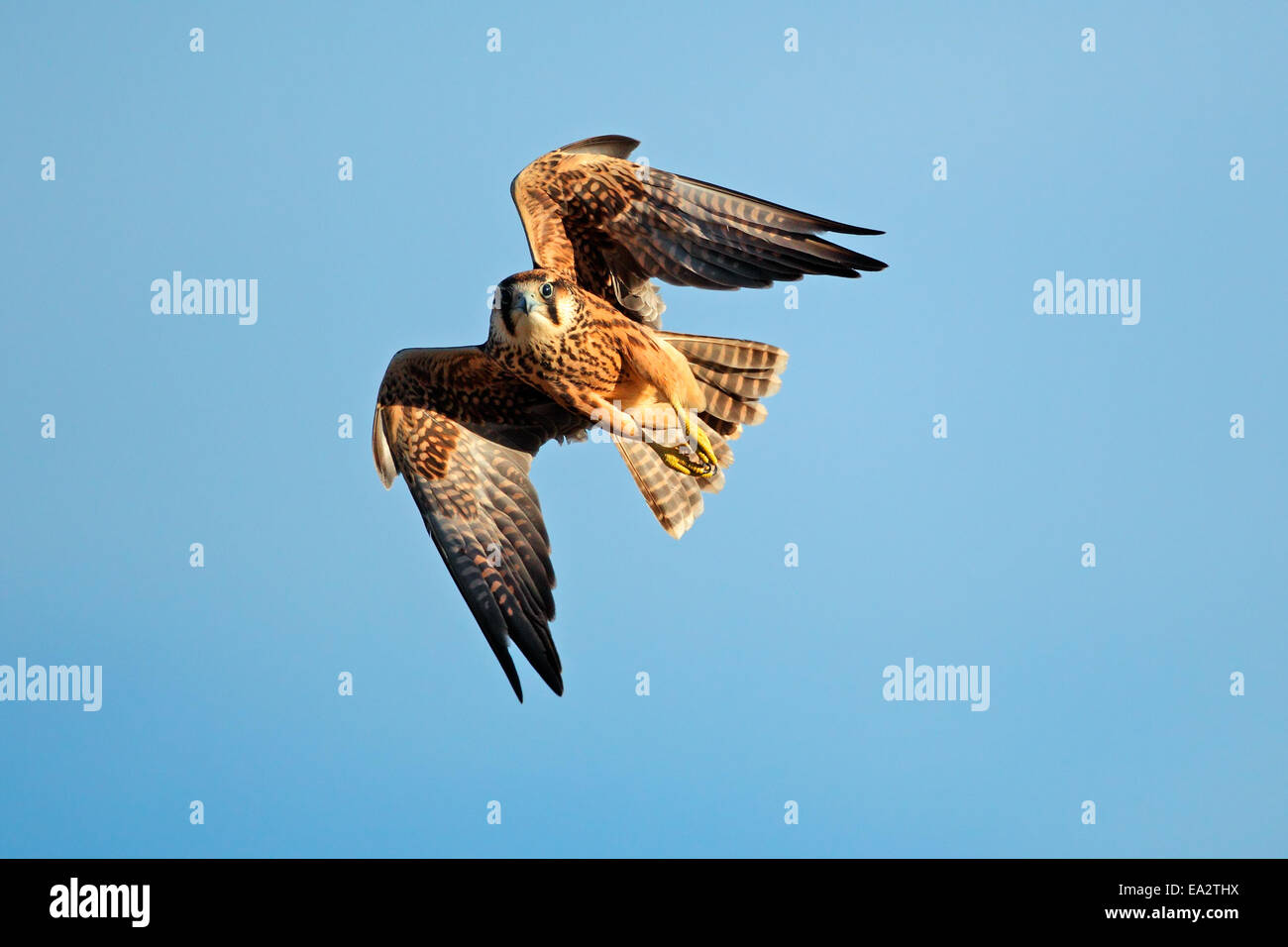 Lanner falcon (Falco biarmicus) in flight against a blue sky, South ...