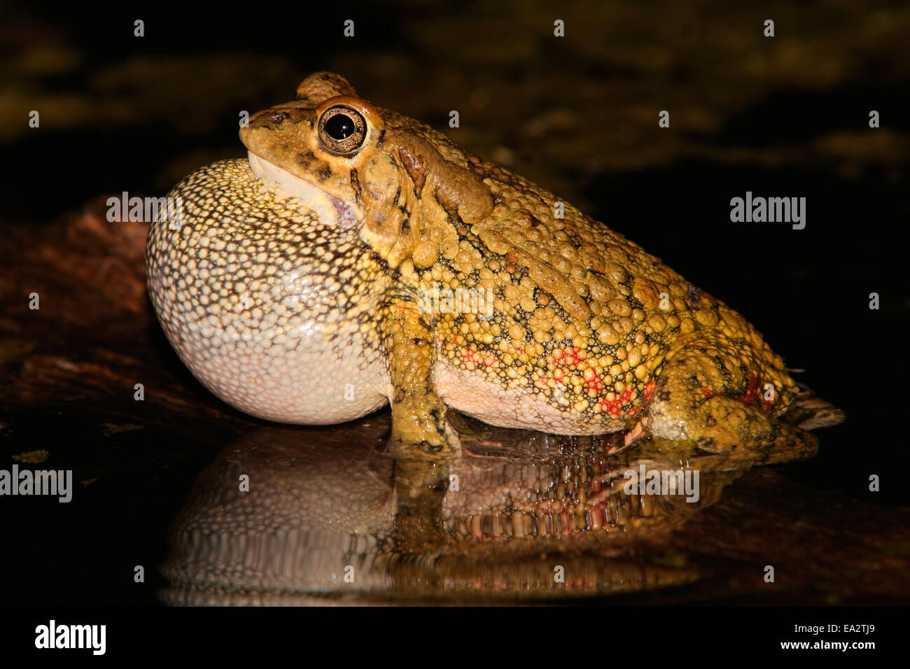 South african toad hi-res stock photography and images - Alamy