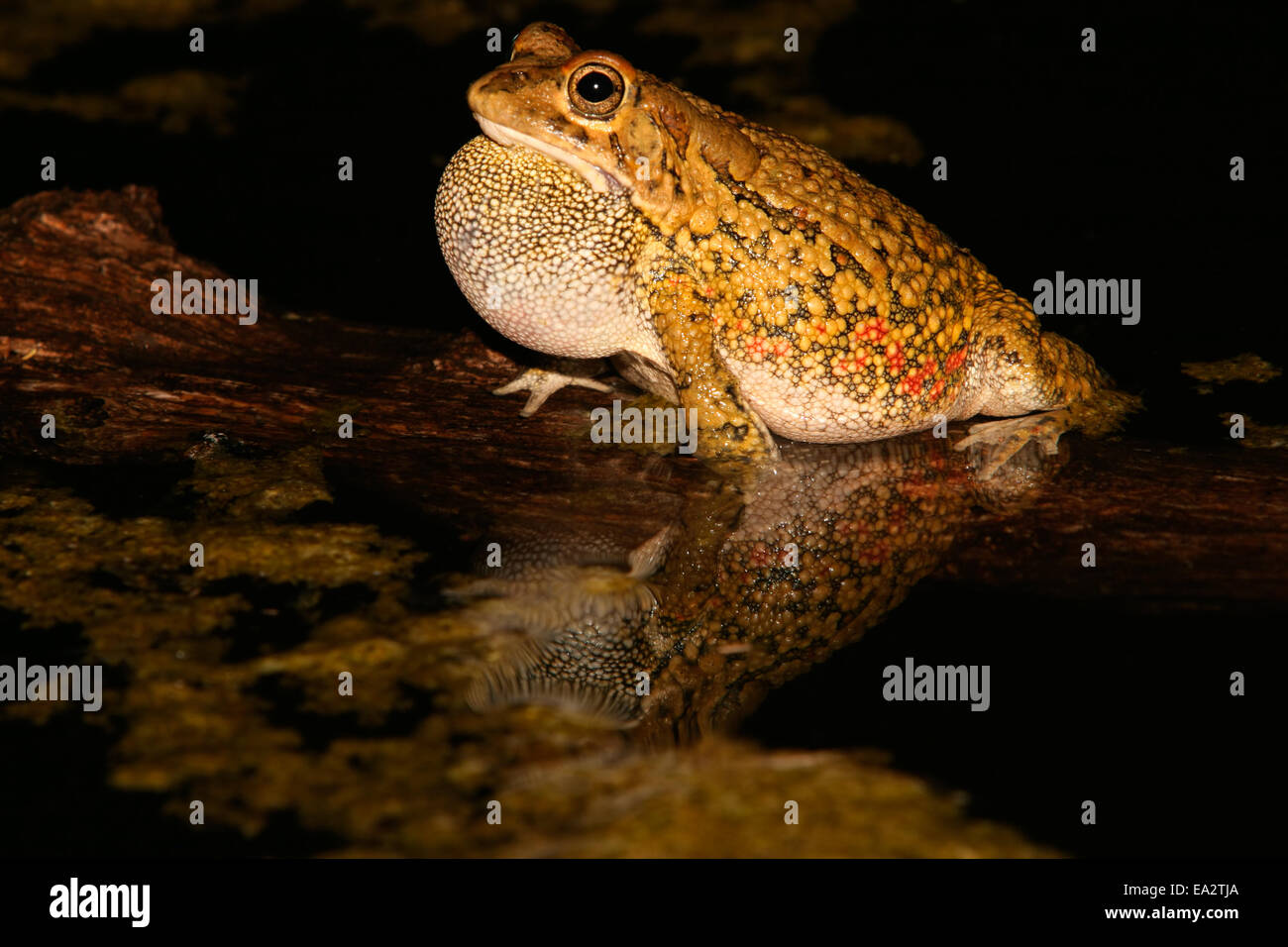 South african toad hi-res stock photography and images - Alamy