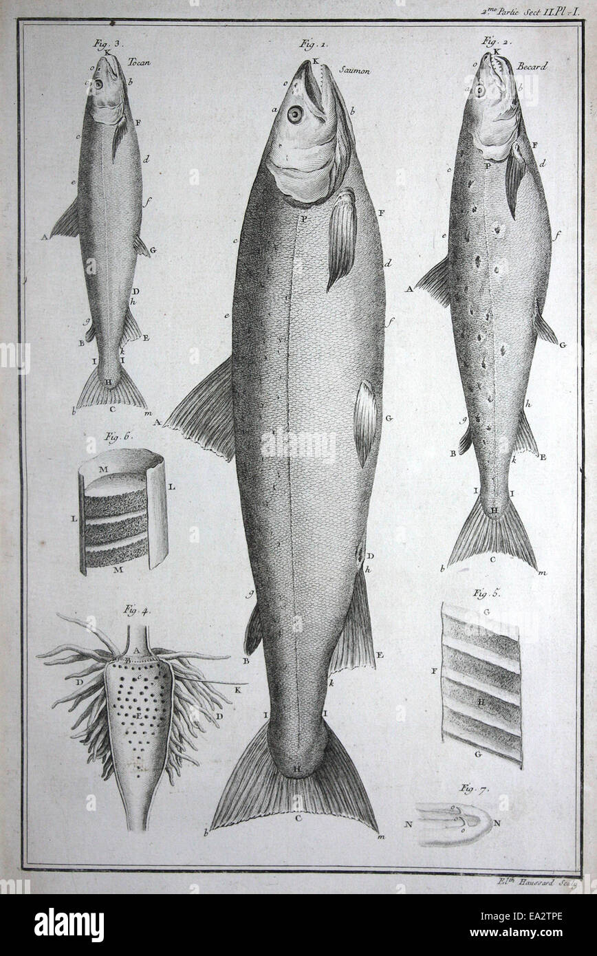 These drawings depict the Franc-Salmon, a species of fish known for its ...