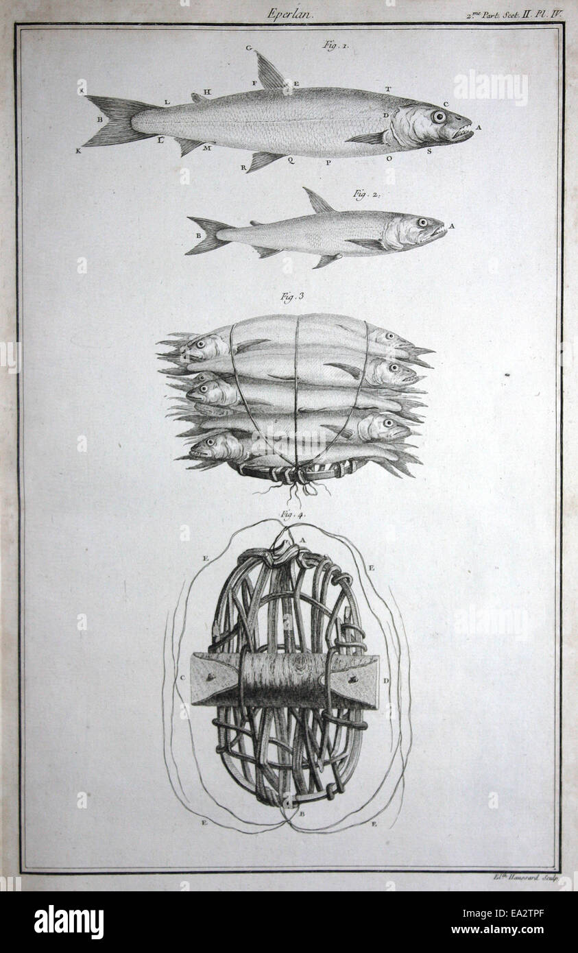 Illustration showing both large and small mudfish, highlighting their ...