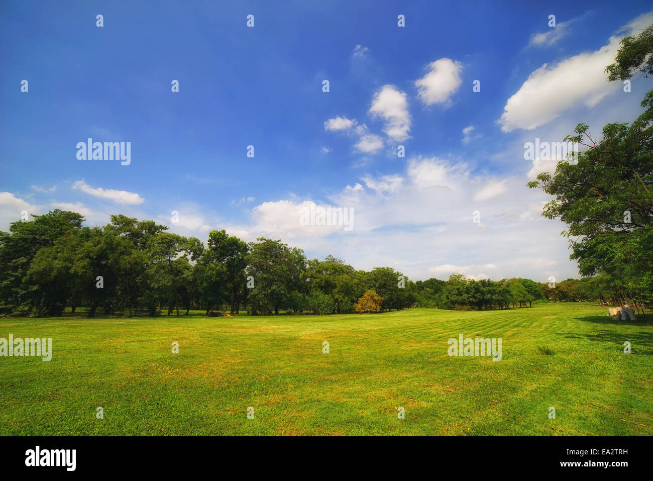 Green park grass trees hi-res stock photography and images - Alamy