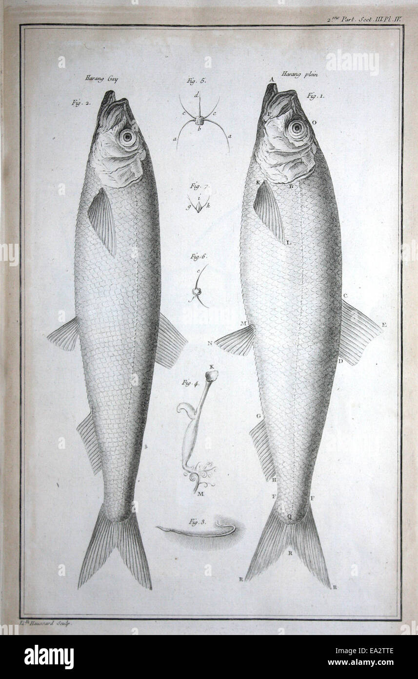 Illustration or photograph depicting herring alongside other fish ...