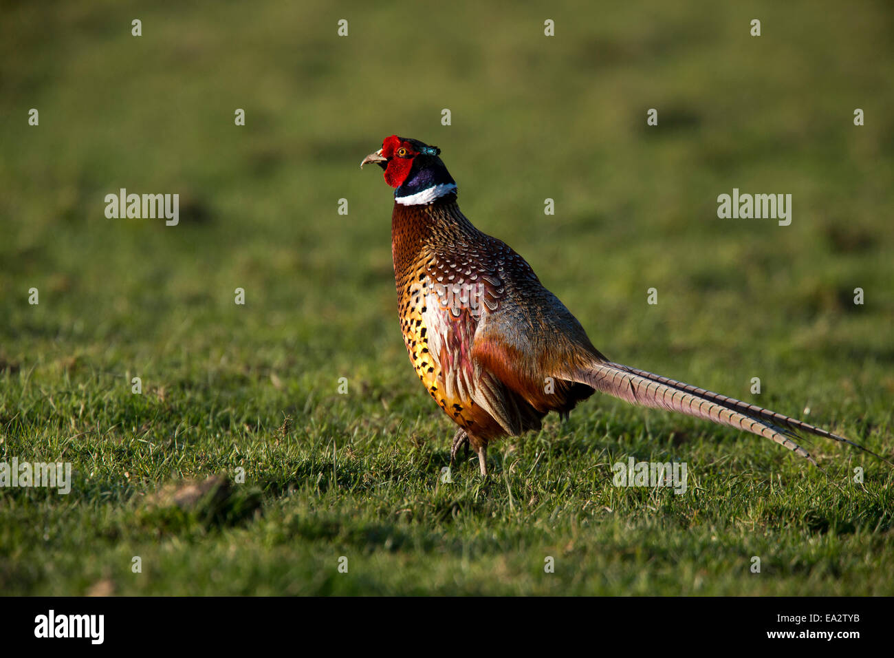 A colourful male Common Pheasant in breeding plumage walking across the ...