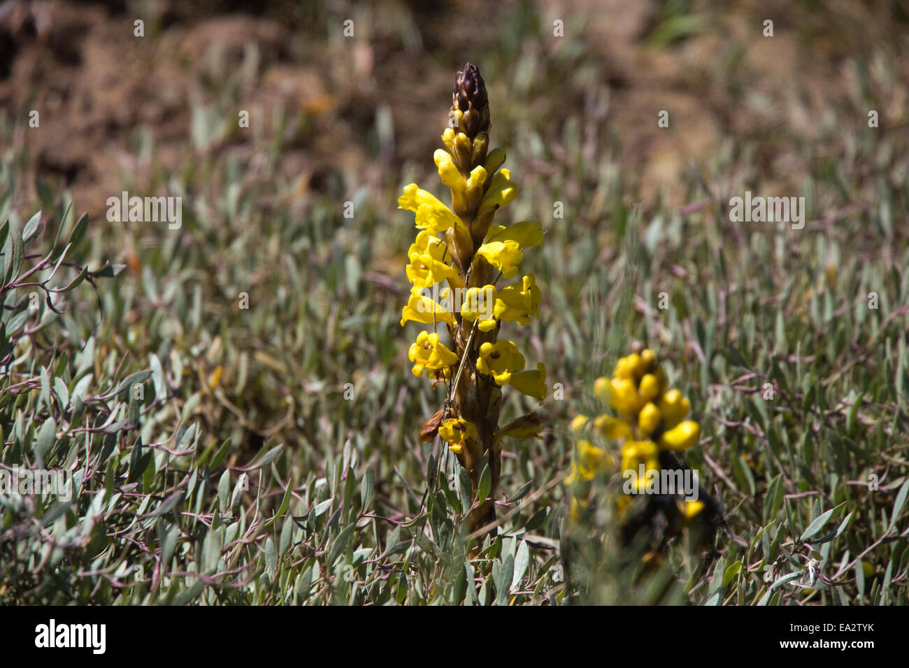 The parasitic Yellow Broomrape growing in the salt marsh at the Ria ...