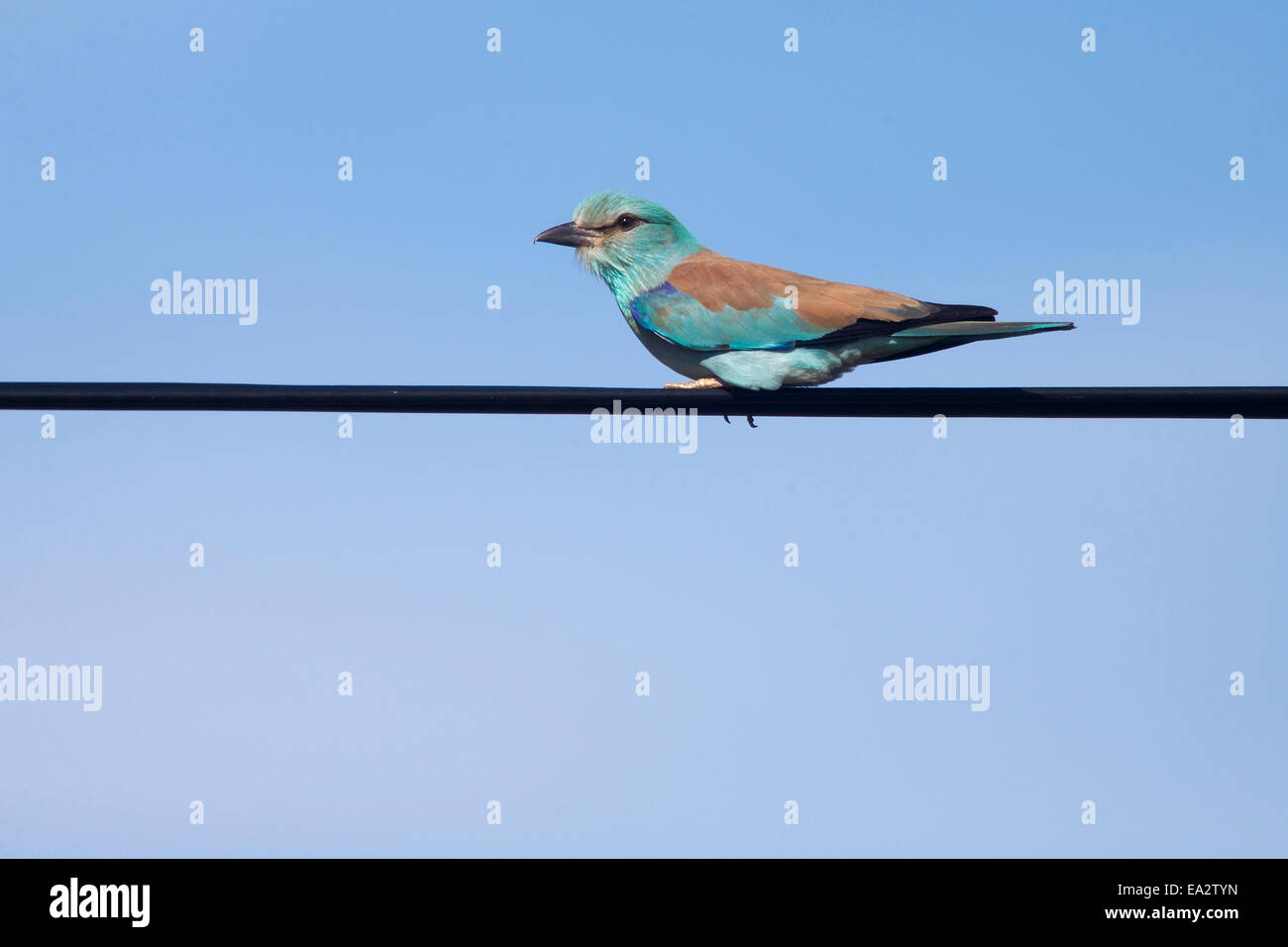 European Roller perched on a wire and is a Spring migrant into Iberia ...
