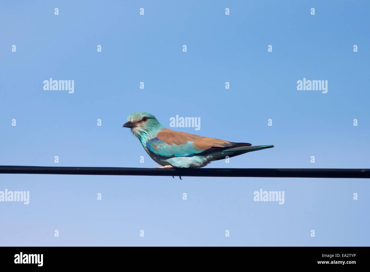 European Roller perched on a wire and is a Spring migrant into Iberia ...