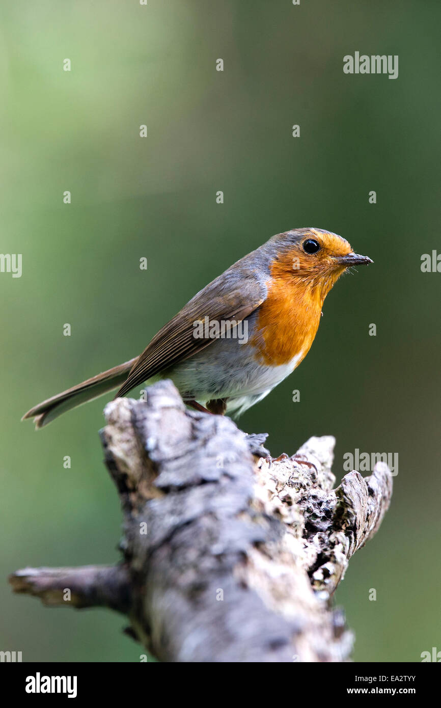 European Robin, an adult, perched on a log looking wary, Cambridge ...