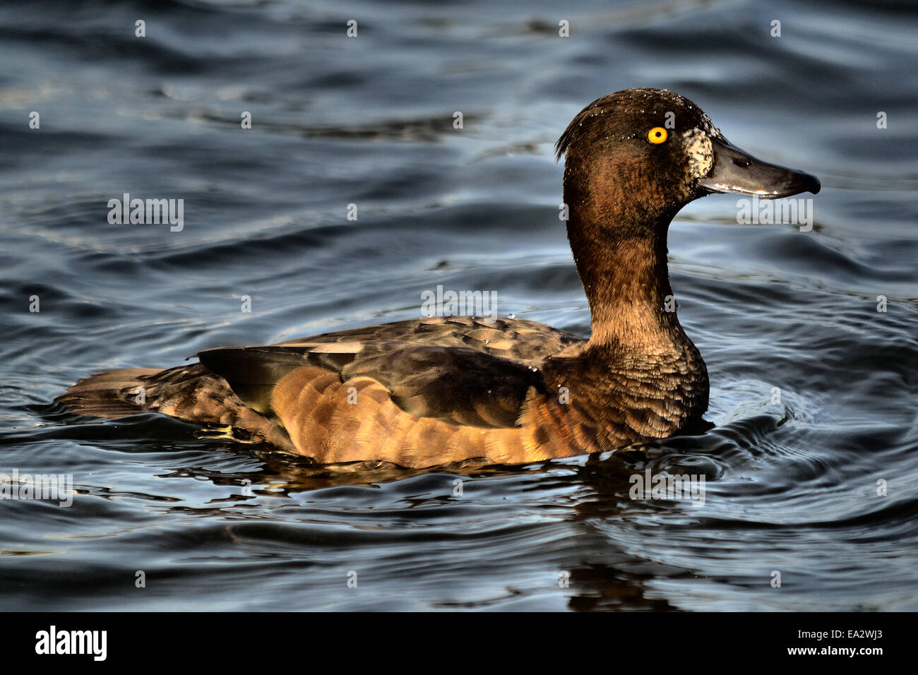 Female Tufted Duck Stock Photo - Alamy