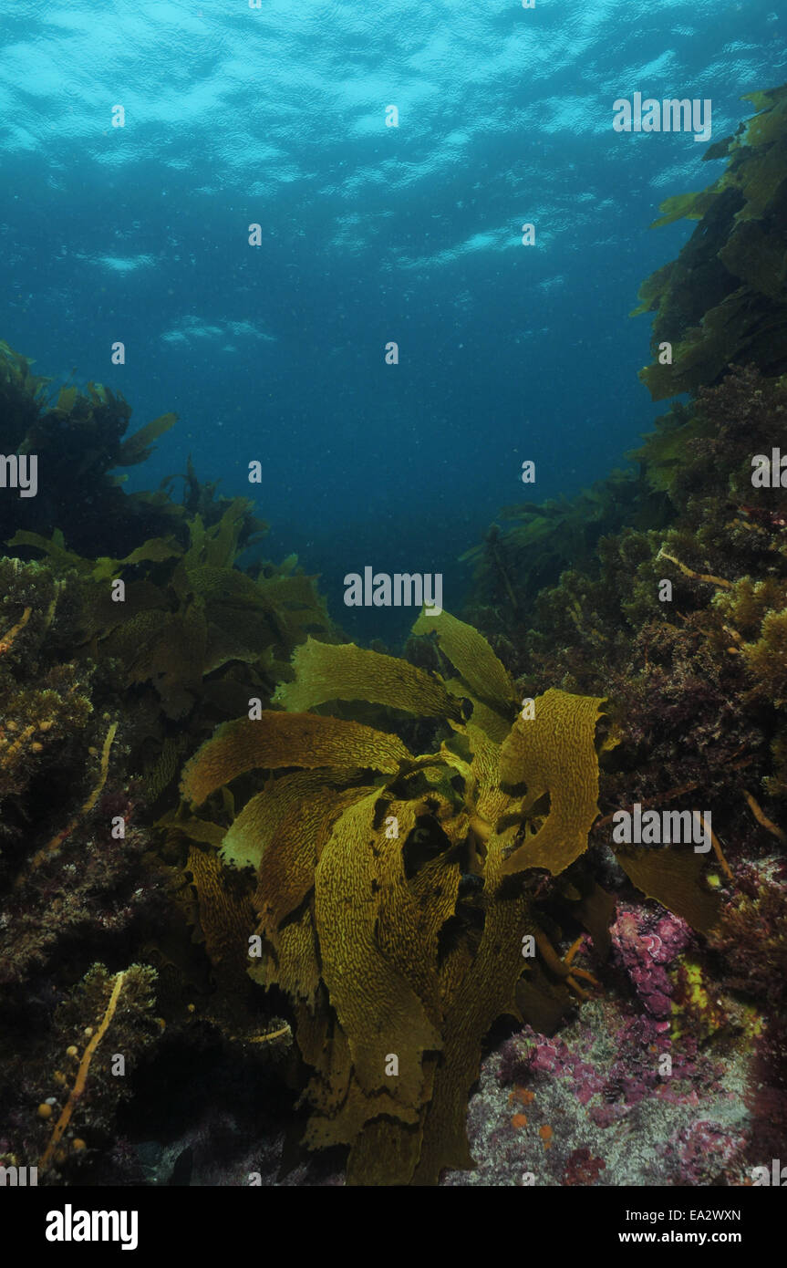 Various brown sea weeds of temperate southern Pacific ocean growing on ...