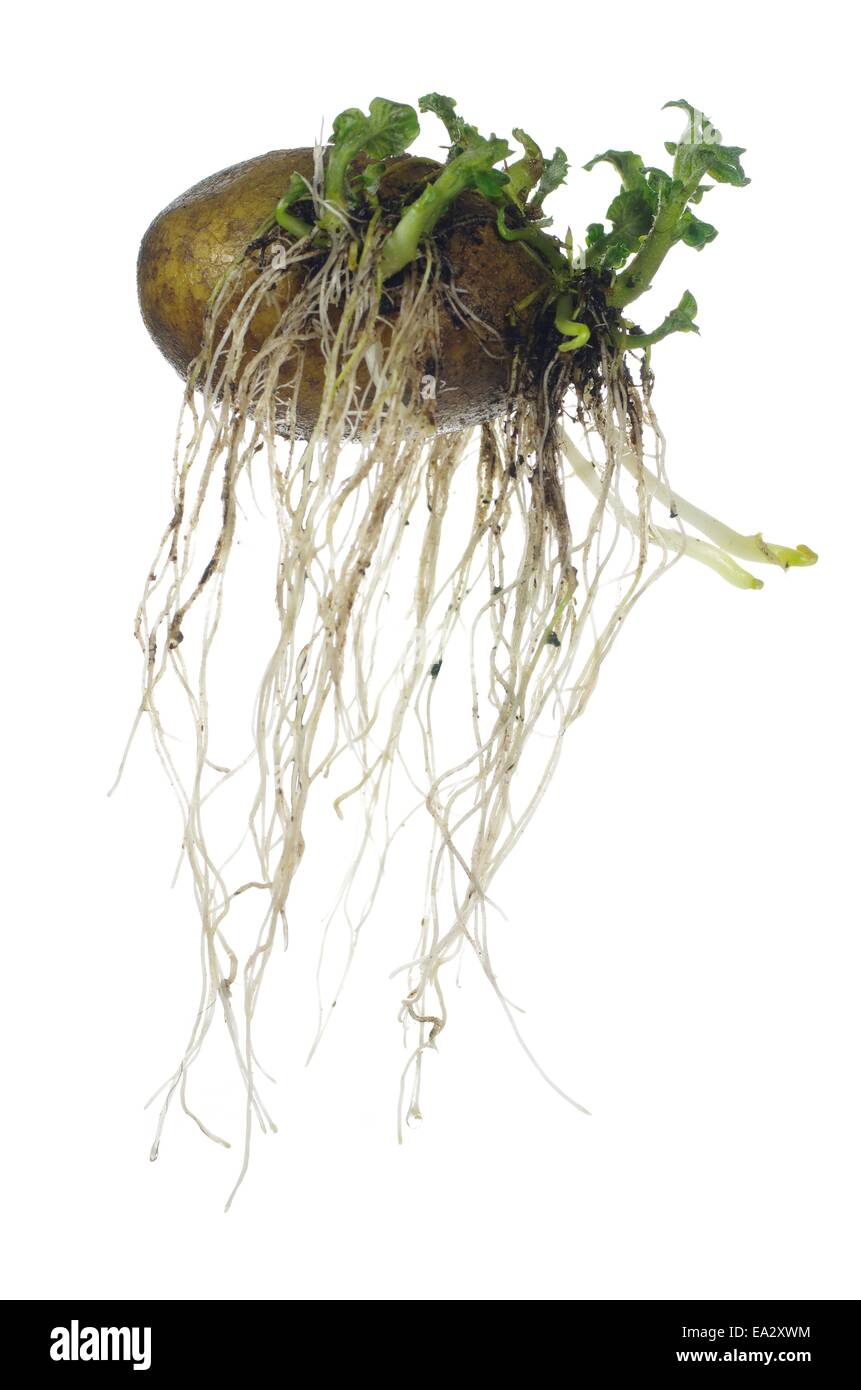 Vegetable food potato potato sprout hi-res stock photography and images ...