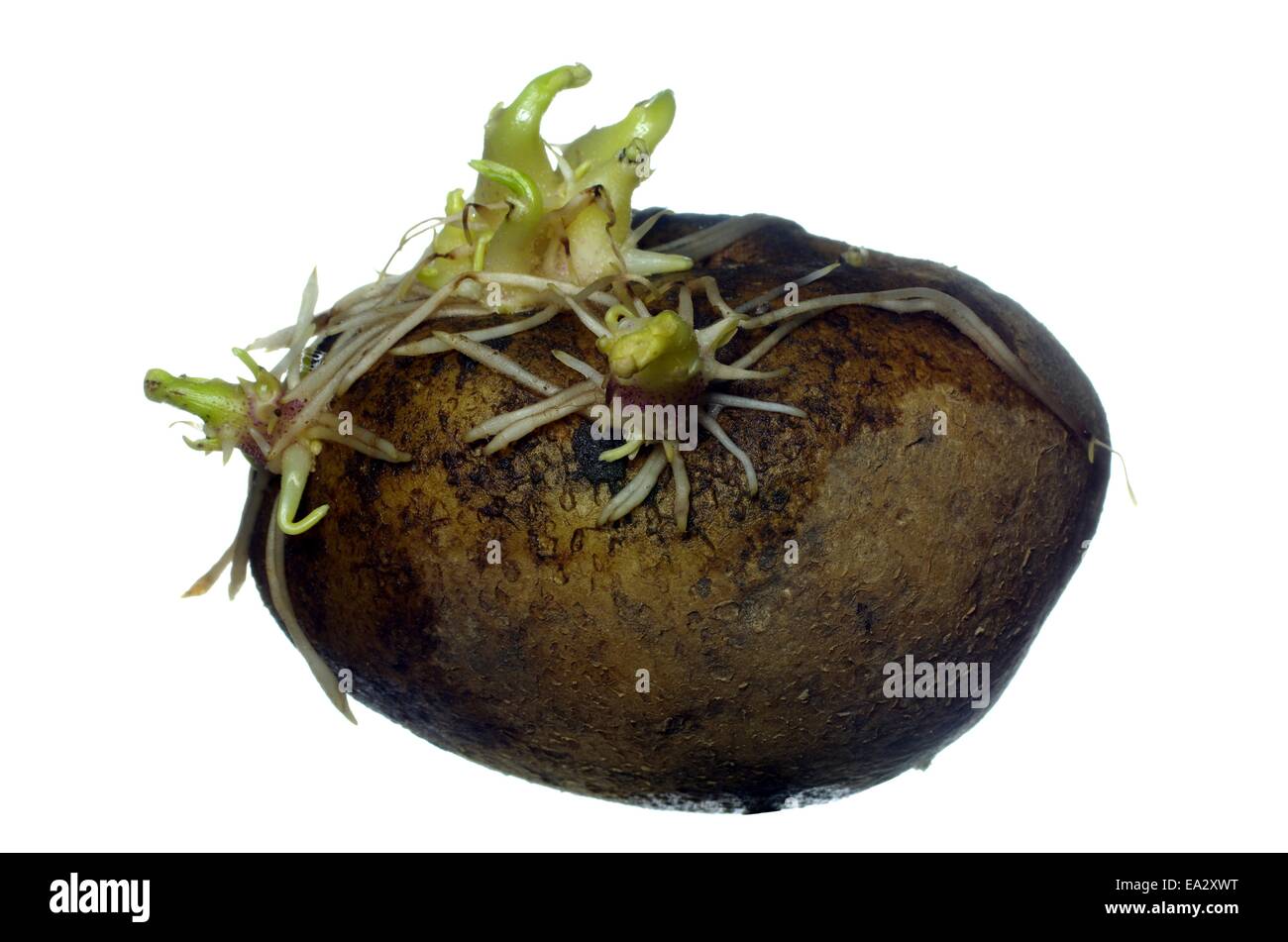 Vegetable food potato potato sprout hi-res stock photography and images ...