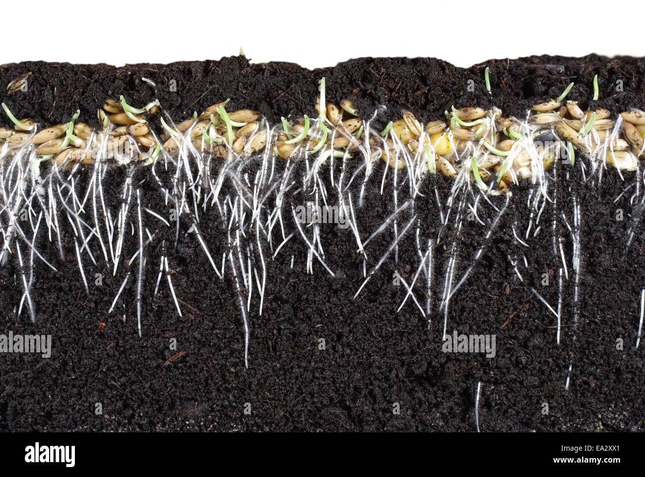 Corn seed germinating hi-res stock photography and images - Alamy