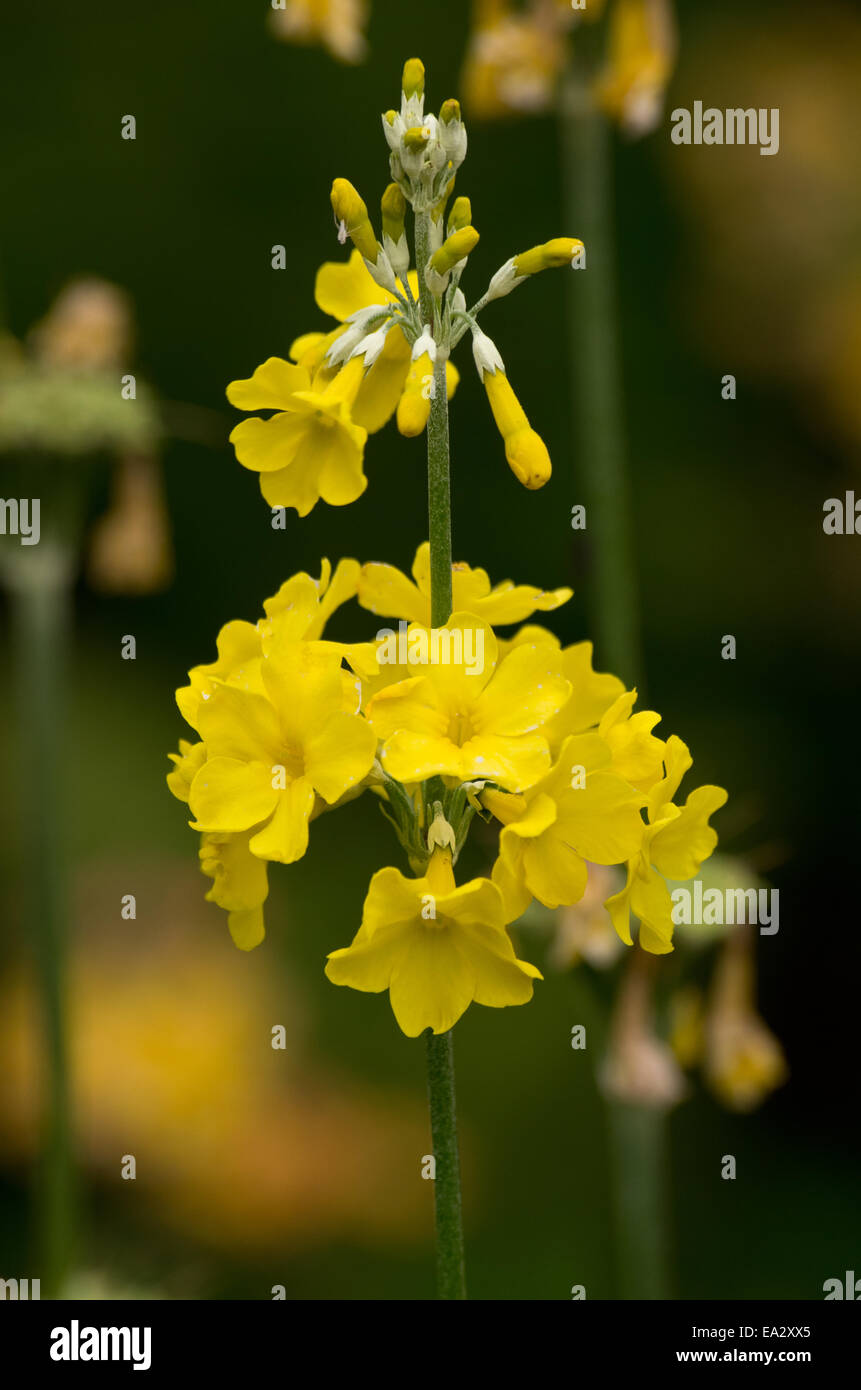 Yellow Candelabra Primula Stock Photo - Alamy