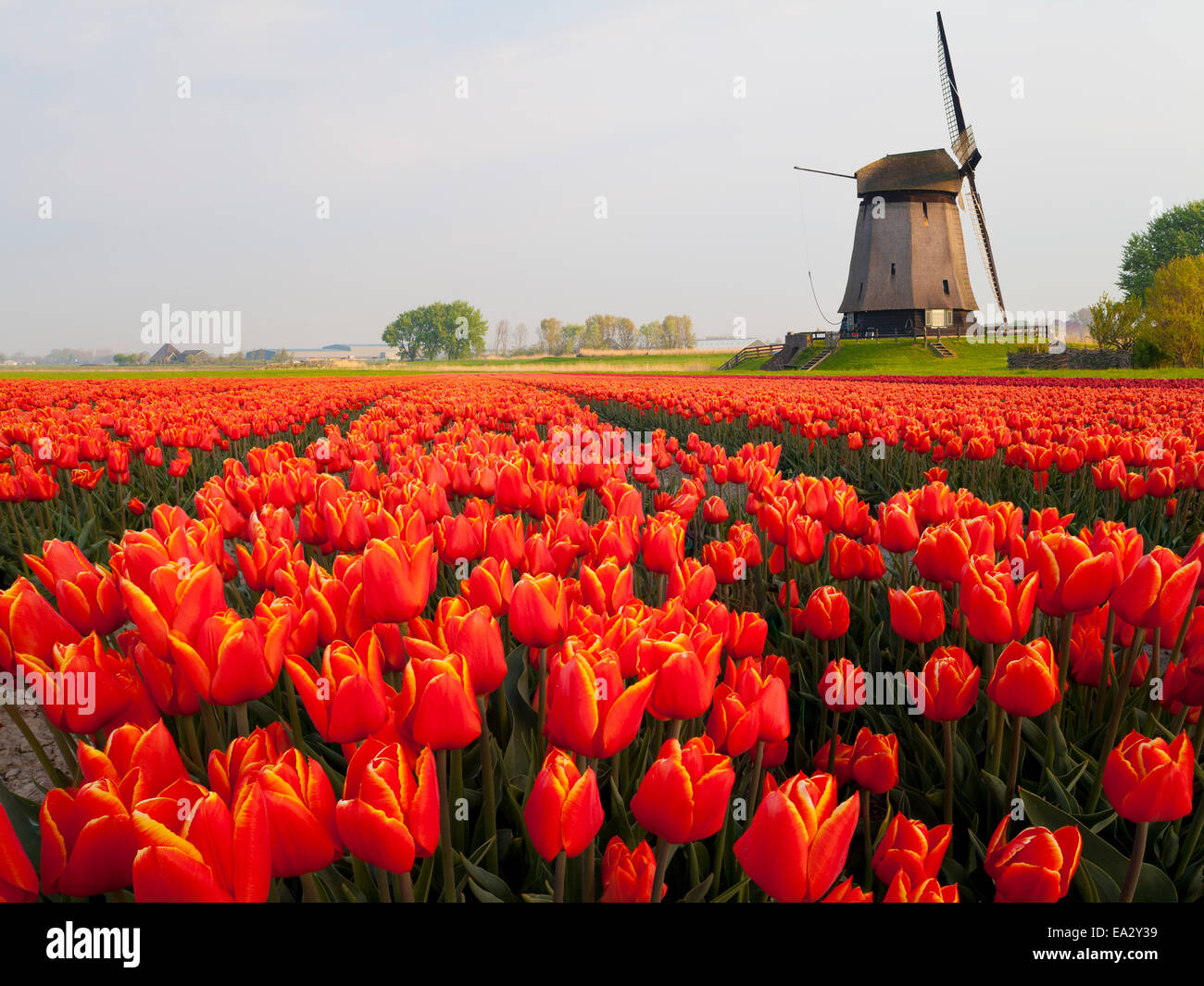 Windmill and tulip field near Schermerhorn, North Holland, Netherlands ...