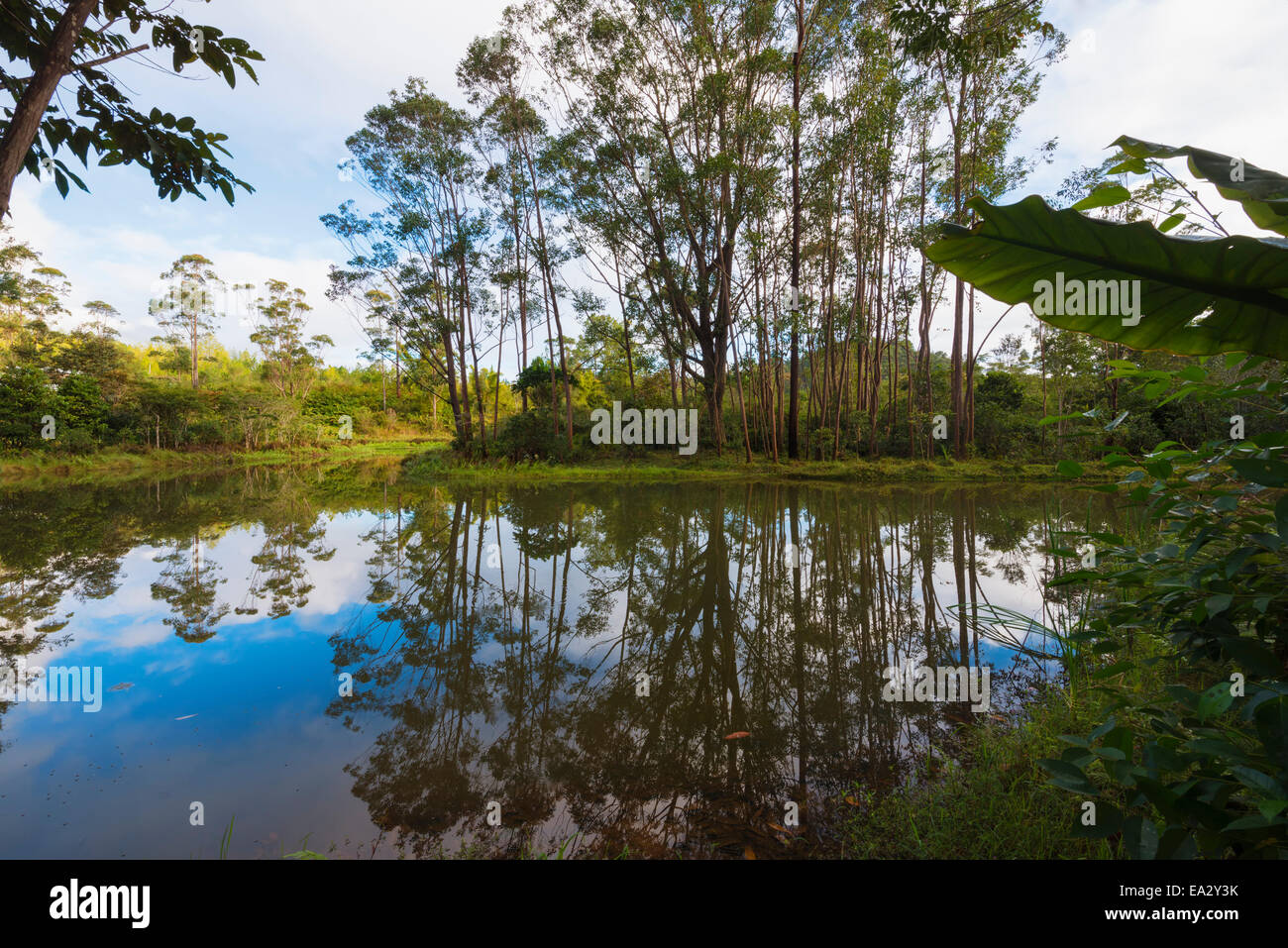 Pond, Andasibe-Mantadia National Park, Madagascar, Africa Stock Photo ...
