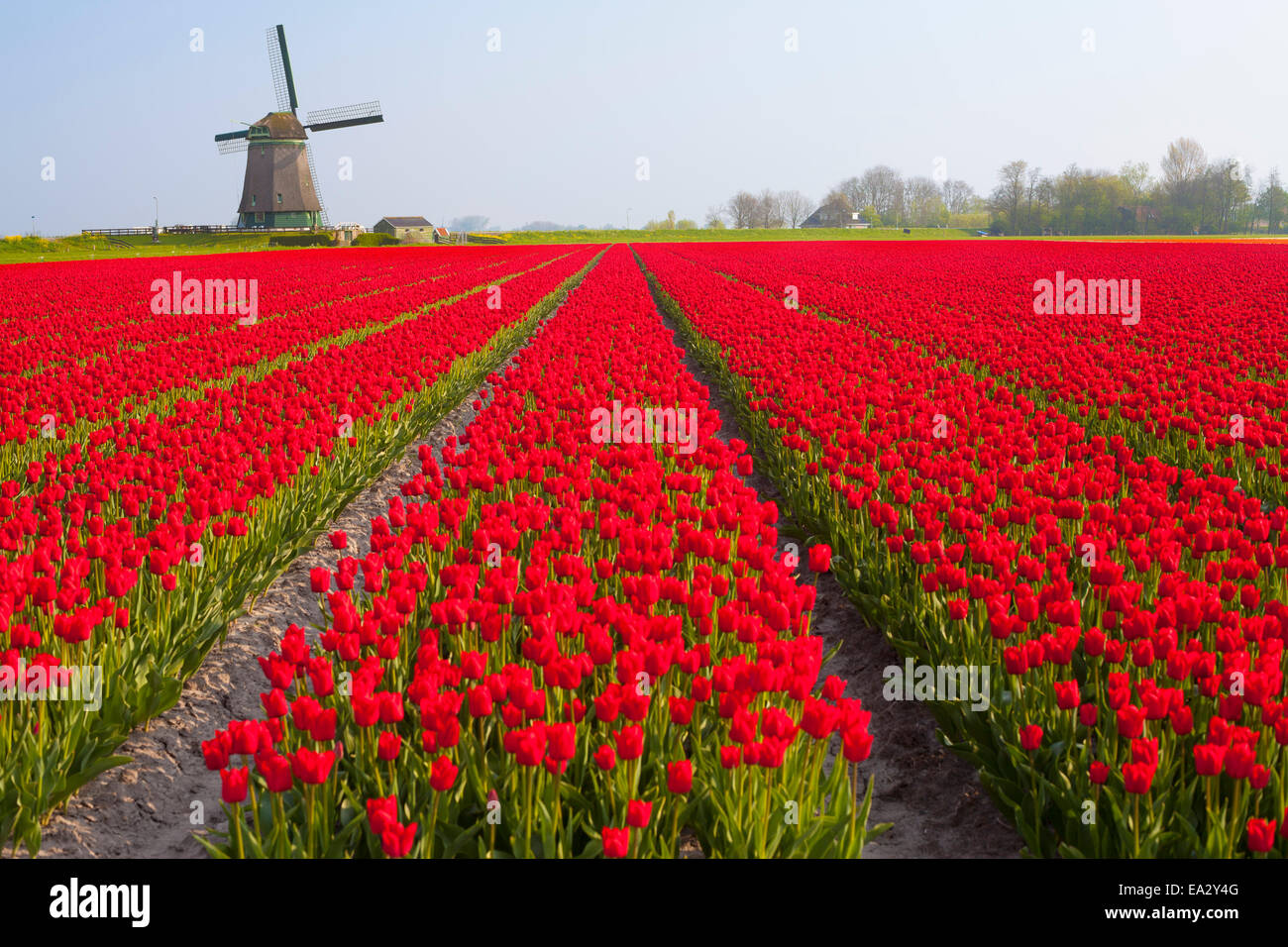 Field of tulips and windmill, near Obdam, North Holland, Netherlands ...